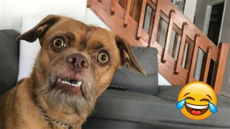 Best Funny Dogs Video 2026 Hilarious Dog Fails Compilation Youtube