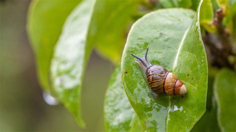 Hawaii Tree Snail Facts At Michael Batiste Blog