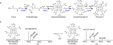 Dead End By Product Uroporphyrin III In The Precursor Module A