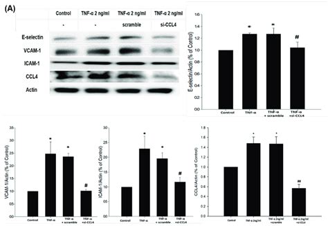 Inhibition Of The Exogenous Ccl4 Reduced The Tnf α And Ox Ldl Induced Download Scientific