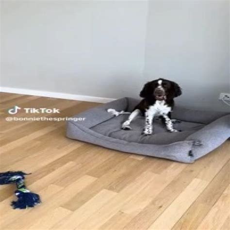 Dog Object Detection Model By Dog