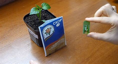 Фунгицид Скор: инструкция по применению для различных культур ...