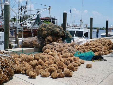 Tarpon Springs Sponge Docks Aktuelle 2017 Lohnt Es Sich