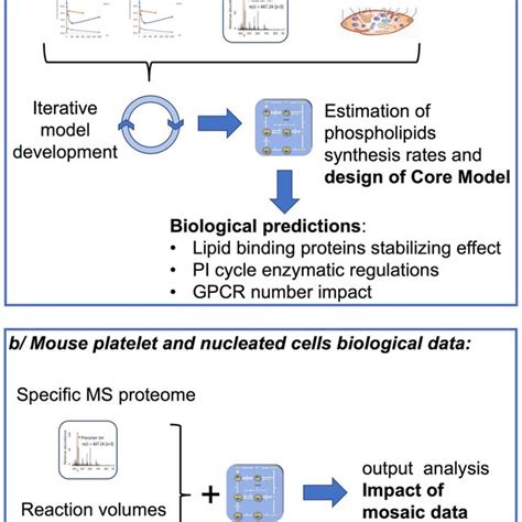 Graphical Summary Of The Different Modelling Steps A The Core Model Download Scientific