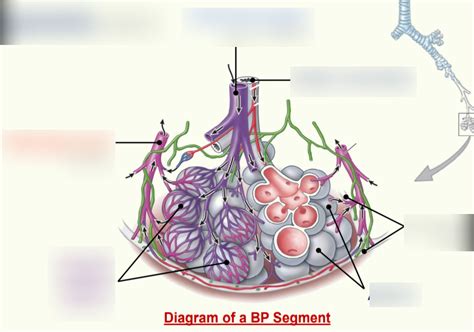 Bronchopulmonary Segments Diagram Quizlet