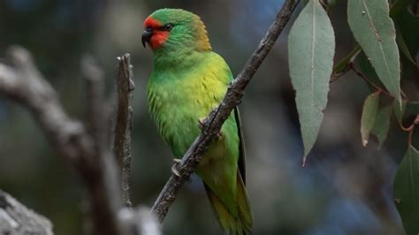 Swift Parrot Identification Guide Birdlife Australia Swift Parrot Identification Guide Birdlife Australia