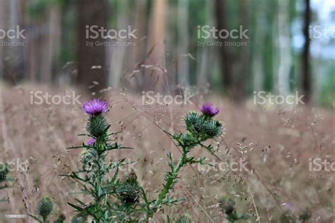 Cirsium Vulgare 배경에 마른 잔디와 숲에서 두 개의 일반적인 엉겅퀴 0명에 대한 스톡 사진 및 기타 이미지 0명 계절 꽃 나무 Istock