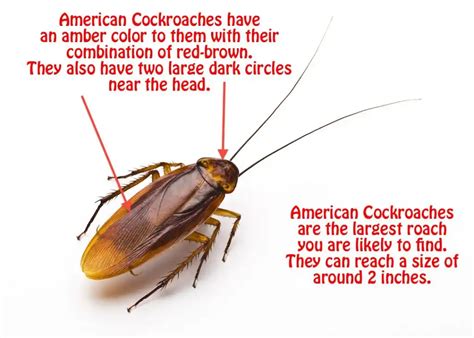 American Cockroach Vs German Cockroach