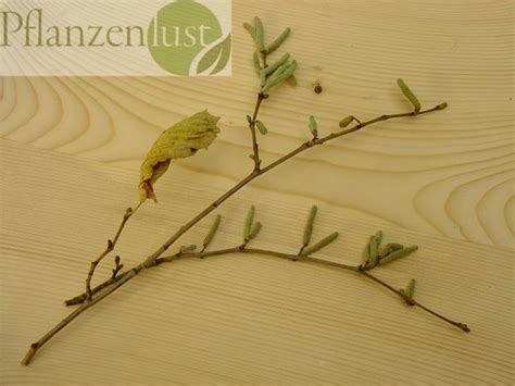 Adventskalender 8 Hasel