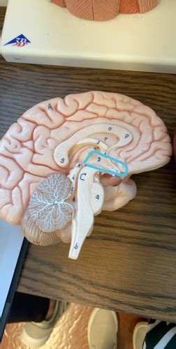 Lab Flashcards Quizlet