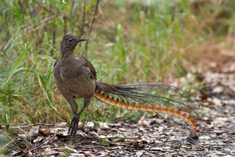 Most Beautiful Birds With Long Tails With Photos And Videos