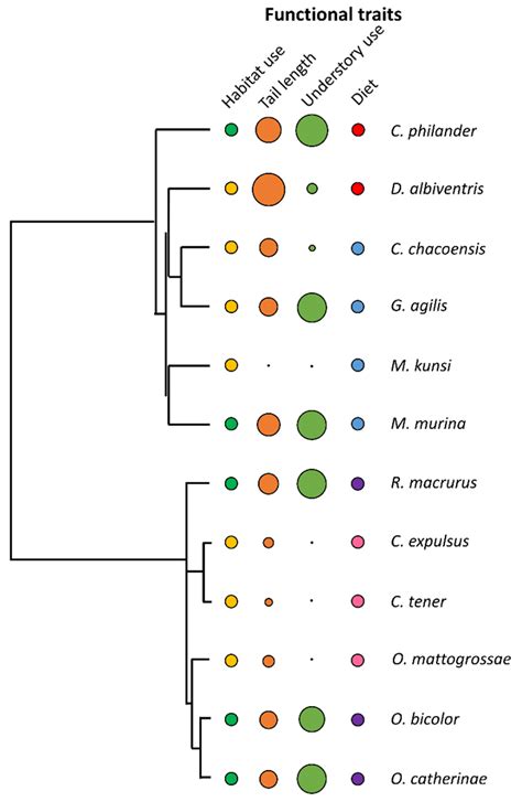 Phylogenetic Hypothesis Derived From The Phylogeny Subset Download Scientific