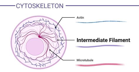 Cytoskeleton Structure