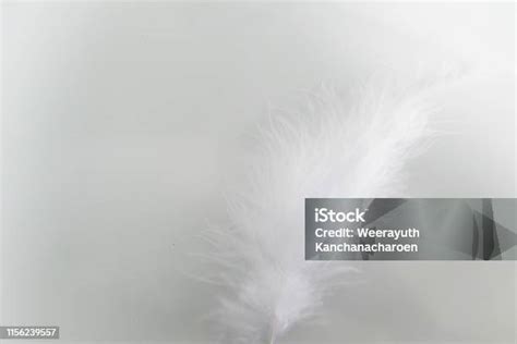 흰색 고립 된 배경 과 패턴 배경 화면에 아름다운 추상 적 질감 색상 레드 그레이 블루와 검은 깃털 개념에 대한 스톡 사진 및 기타 이미지 Istock