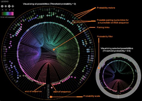 Visualizing All The Possible Base Pairing Probabilities Of Download Scientific Diagram