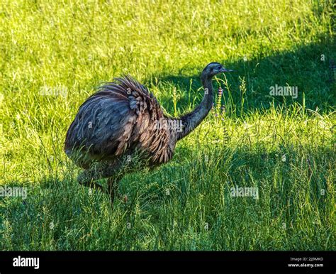 Darwins Rhea Rhea Pennata Also Known As The Lesser Rhea It Is A Large Flightless Bird But