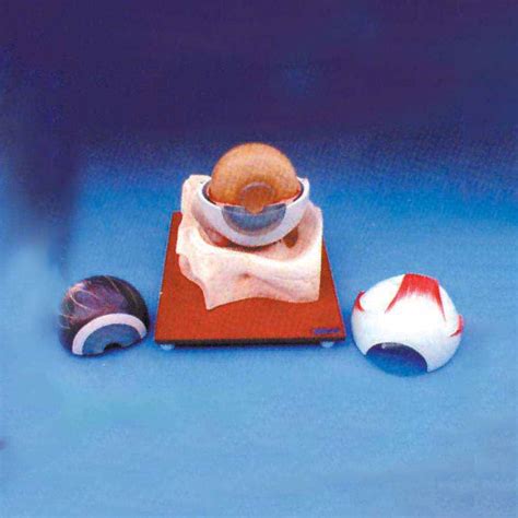Eye Model On Bony Base 7 Parts Enlarged Supertek