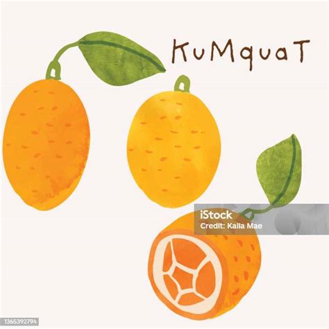 금쿼트 감귤류 과일 수채화 일러스트 세트 회화수채질감과 잉크 드로잉 요소 손으로 그린 손으로 그린 금귤에 대한 스톡 벡터 아트 및 기타 이미지 Istock