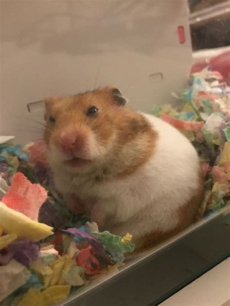 해연갤 자다 깬 햄주작 극강의 몽총함