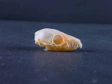 Common Tree Shrew Skull Antlers Horns And Skulls