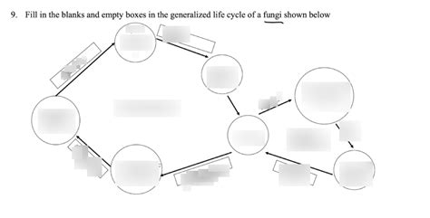 Life Cycle Of Fungi Diagram Quizlet Life Cycle Of Fungi Diagram Quizlet