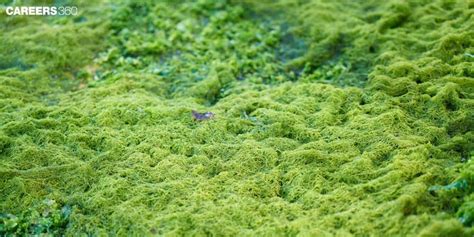 Algae Definition Characteristics Classification Types Examples