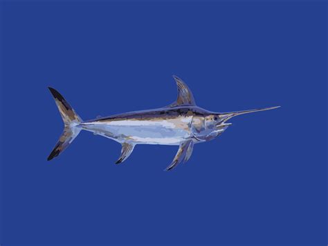 50 Facts About Swordfish Xiphias