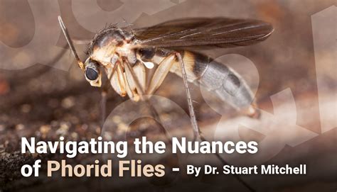 Navigating The Nuances Of Phorid Flies Pestwest Llc Usa