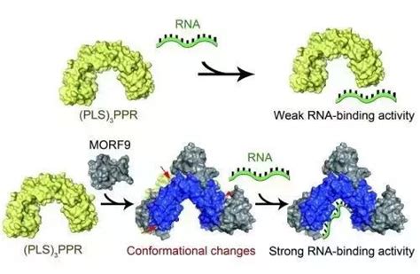 「華農一周說」華農連發2篇nature子刊和1篇cell子刊 每日頭條
