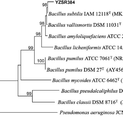 The Endohyphal Bacteria In Fusarium Acuminatum Yzu 172038 A B