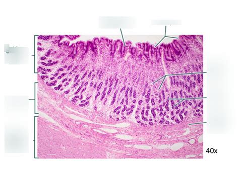 Duodenum Slide Labeled