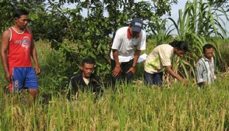 Agroforestry Farmers Field School Indonesia Download Scientific Diagram