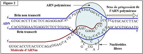 Expression De Linformation Génétique Cours Partie 2 Alloschool