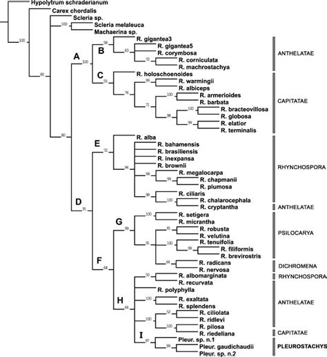 Strict Consensus Tree Of The 16 Equally Most Parsimonious Trnl F Trees