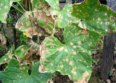 Phytophthora Late Blight Of Cucumbers In A Greenhouse How To Fight