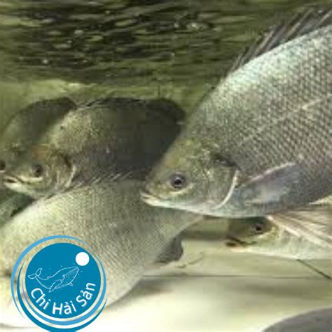 Cá Mú Úc Sống Bán Tại Cửa Hàng Chi Hải Sản