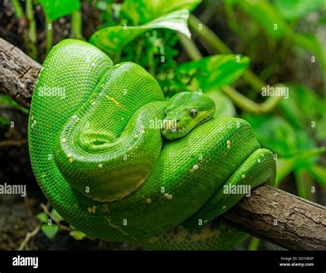 Green Tree Python Eye