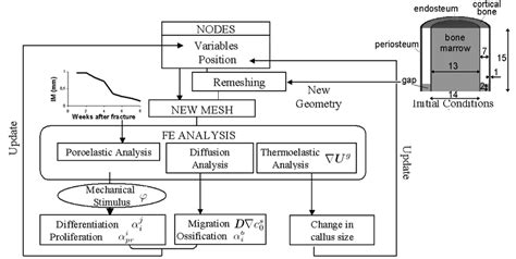 Scheme Of The Numerical Implementation Courtesy Mj Gmez Phd Thesis