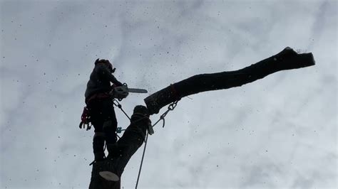 Guilty Of Treeson And Game Of Trees Dismantle A Huge Silver Maple Youtube
