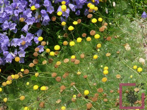 Cotula Hispida Giallo Vivai Marche