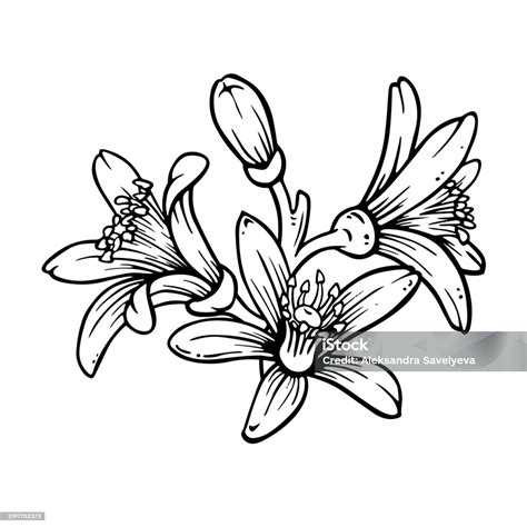 감귤류 꽃과 새싹 흰색 배경에 고립 된 레몬 또는 만다린의 손으로 그린 그림 조각 스타일의 잉크 스케치 봄 프린트 및 디자인을 위한 시트론 라인 아트 0명에 대한 스톡 벡터