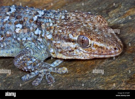 Krokodil Gecko Tarentola Mauritanica Stockfotos & Krokodil Gecko ...