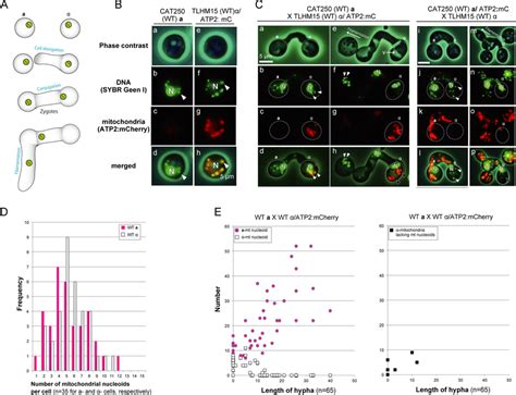 The Sexual Reproduction And Preferential Reduction Of α Mitochondrial
