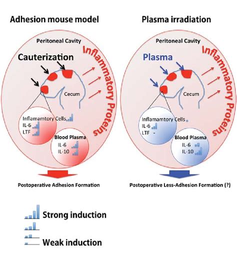 Schematic Diagram Of Our Results Summarize Plasma Irradiation Effects Download Scientific