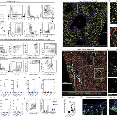 Figure S5 Combination Of Cite Seq Scrna Seq Snrna Seq And Spatial