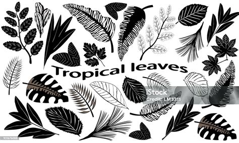 열 대 잎의 블랙 아이콘입니다 평면 스타일에서 열 대 잎의 세트입니다 리프는 흰색 배경에 고립의 검은 실루엣 벡터 일러스트입니다 0명에 대한 스톡 벡터 아트 및 기타 이미지
