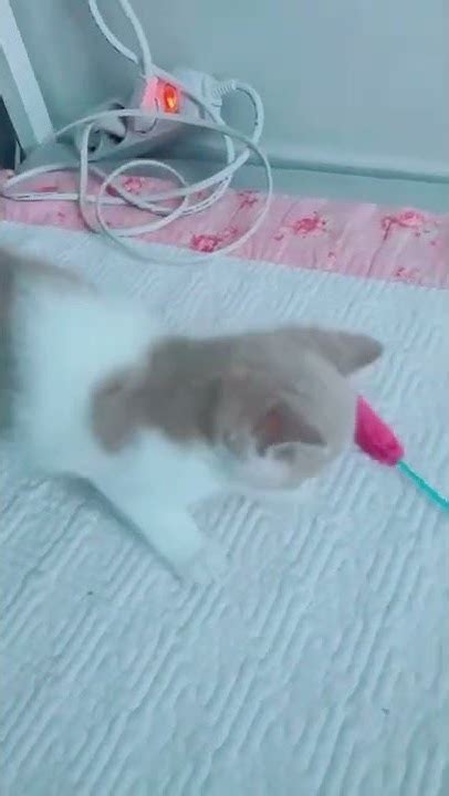 고양이 어묵꼬치 사용법 Youtube