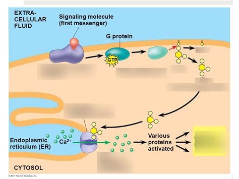 Calcium And Ip3 In Signaling Pathways Diagram Quizlet