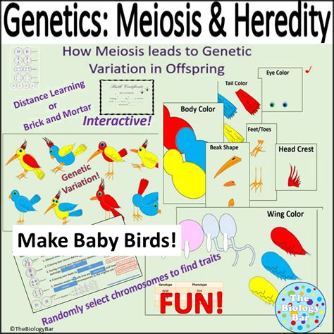 Meiosis Genetic Variation Build A Bird Interactive Ppt Made By Teachers