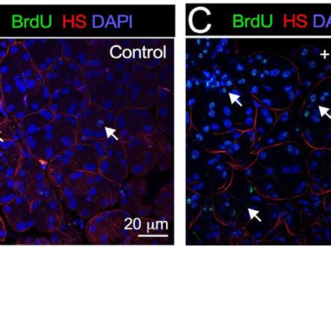 Fgf10 Injection Increased Proliferation Rates A Fgf10 Expression Download Scientific Diagram